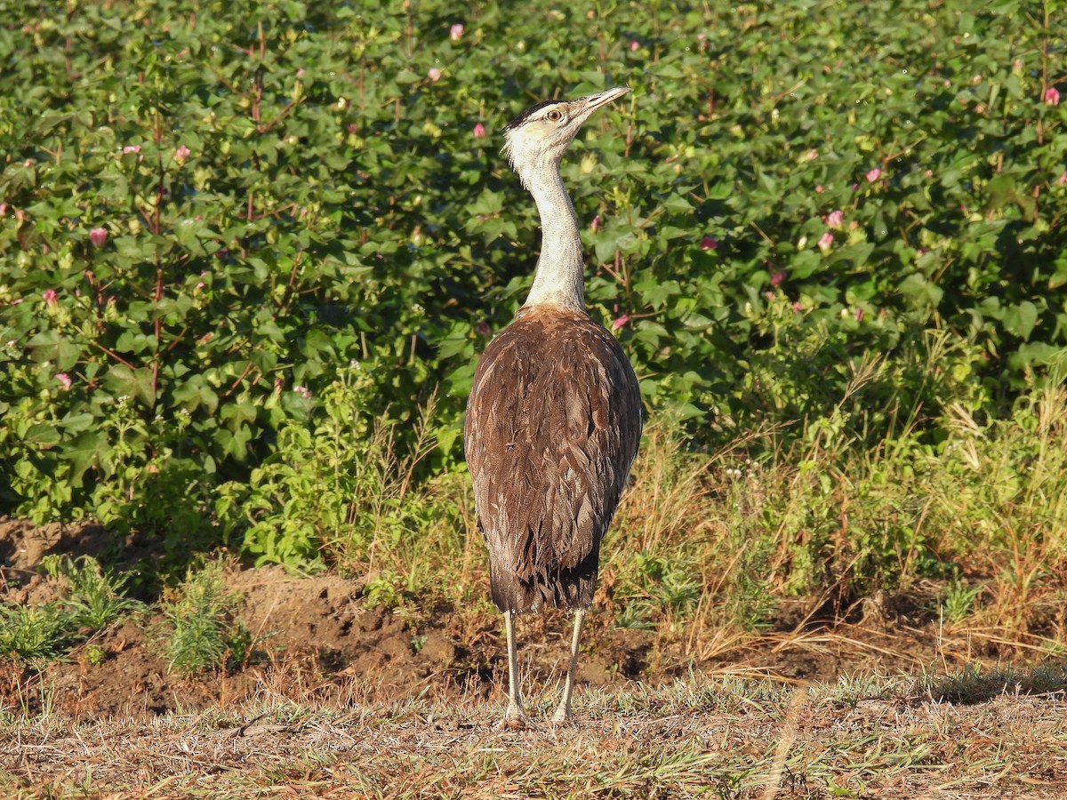 eBird Checklist - 5 May 2023 - Pickford Rd between Mulligan Hwy and ...