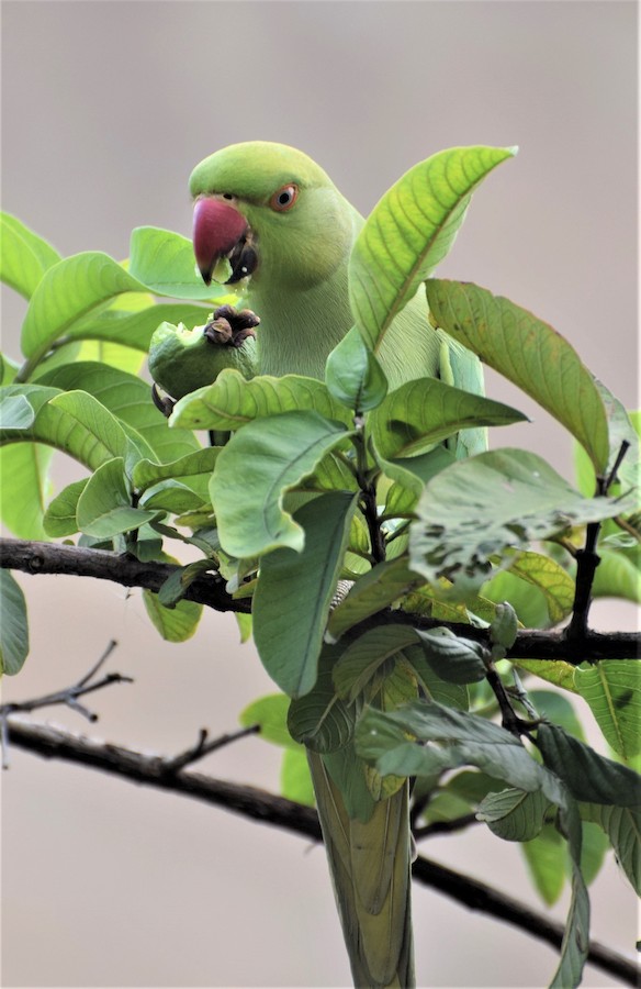 Cotorra alejandrina/de Kramer - eBird