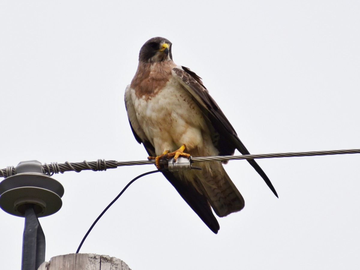 eBird Checklist - 9 Apr 2023 - US-70, Davidson US-OK 34.24724, -98. ...