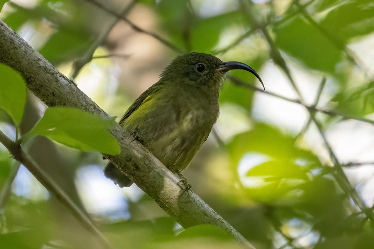 ML573977501 - Yellow-bellied Sunbird-Asity - Macaulay Library