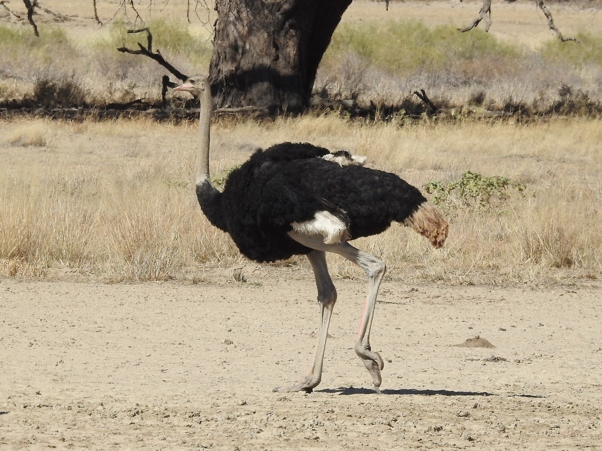 eBird Checklist - 9 May 2023 - Mabuasehube GR - 4 species