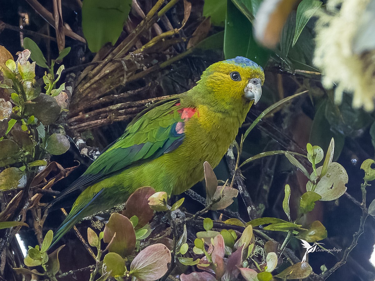 ML574230491 - Indigo-winged Parrot - Macaulay Library