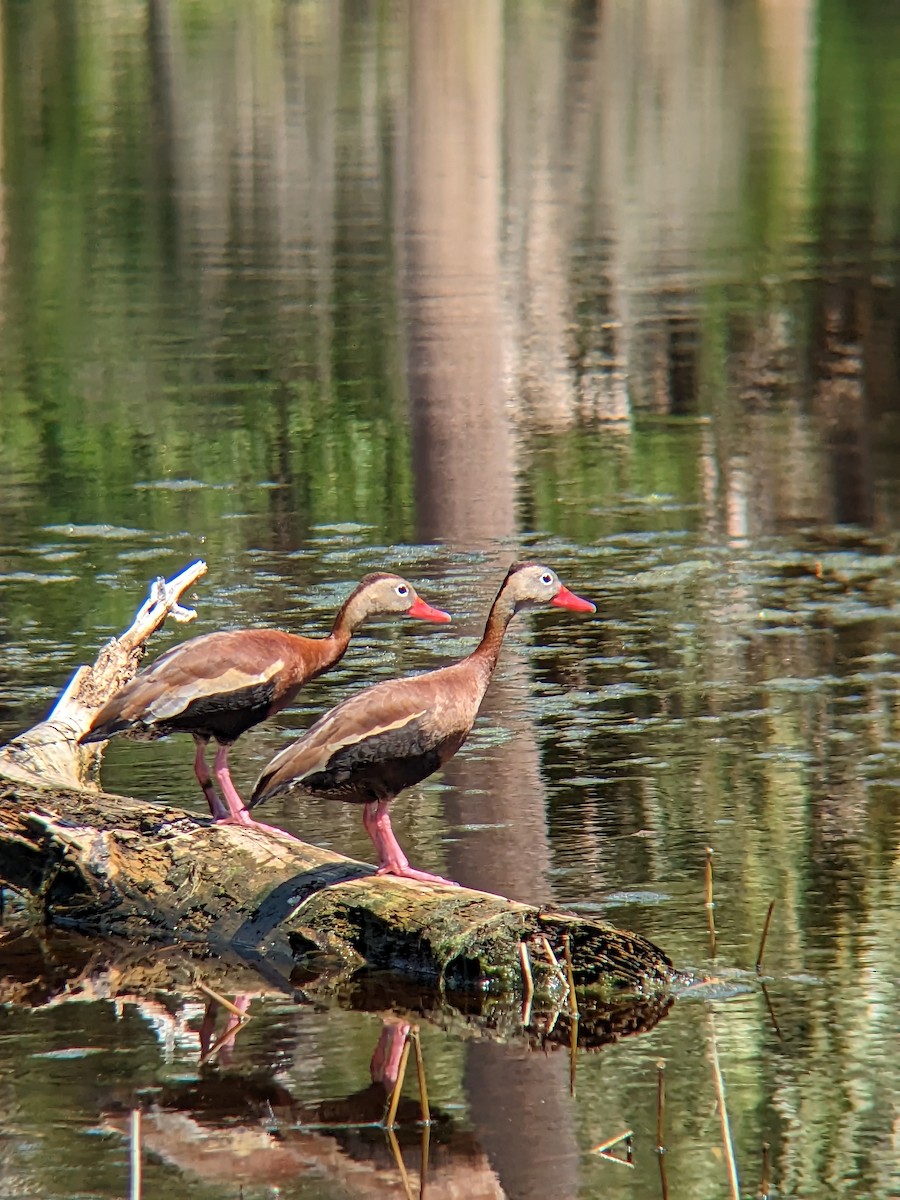 eBird Checklist - 19 May 2023 - GTM NERR--Yellow Trail - 28 species (+2 ...