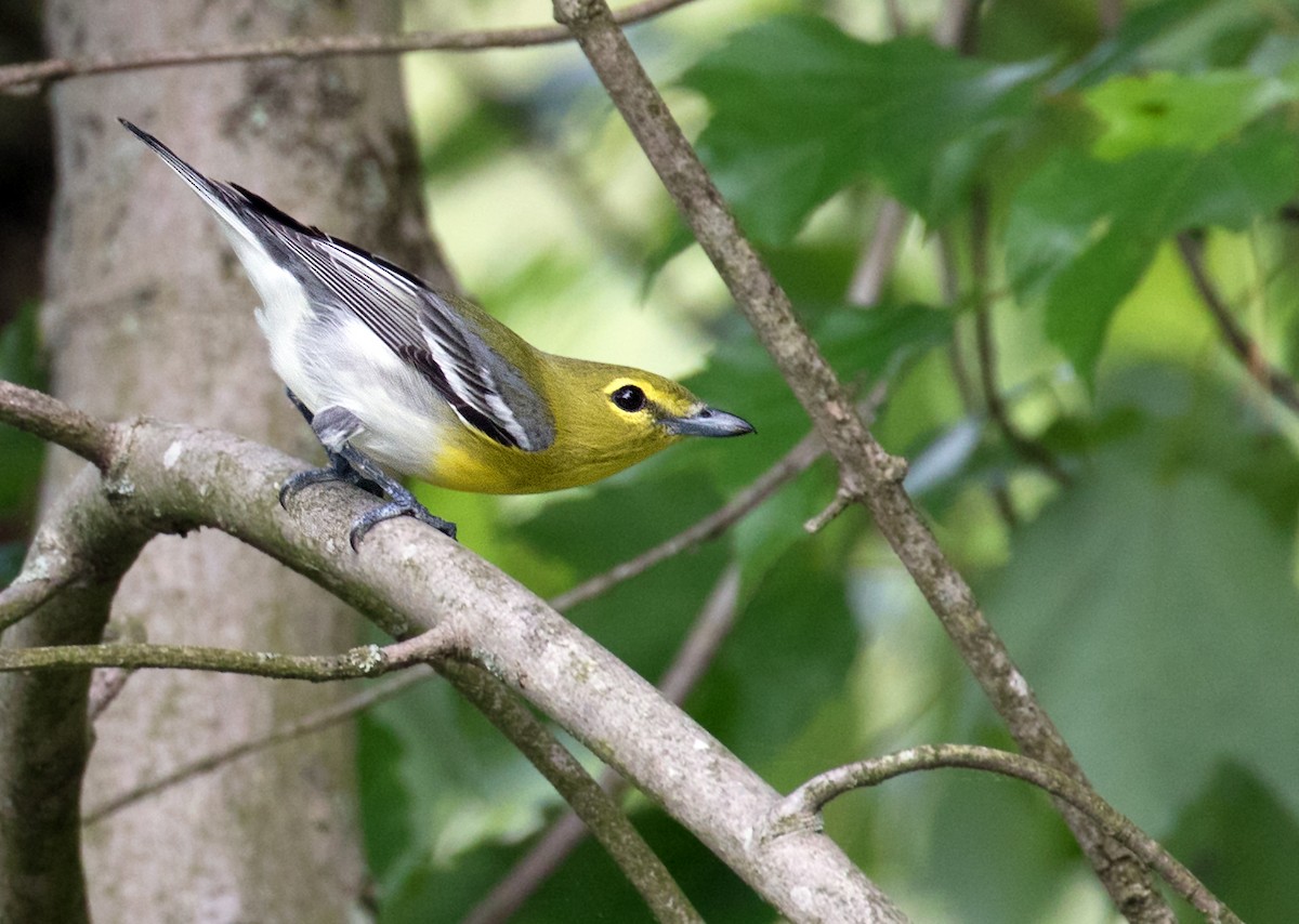 Maryland-DC Breeding Bird Atlas Checklist - 19 May 2023 - Eden Mill ...