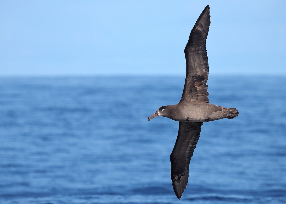 ML574487781 - Black-footed Albatross - Macaulay Library