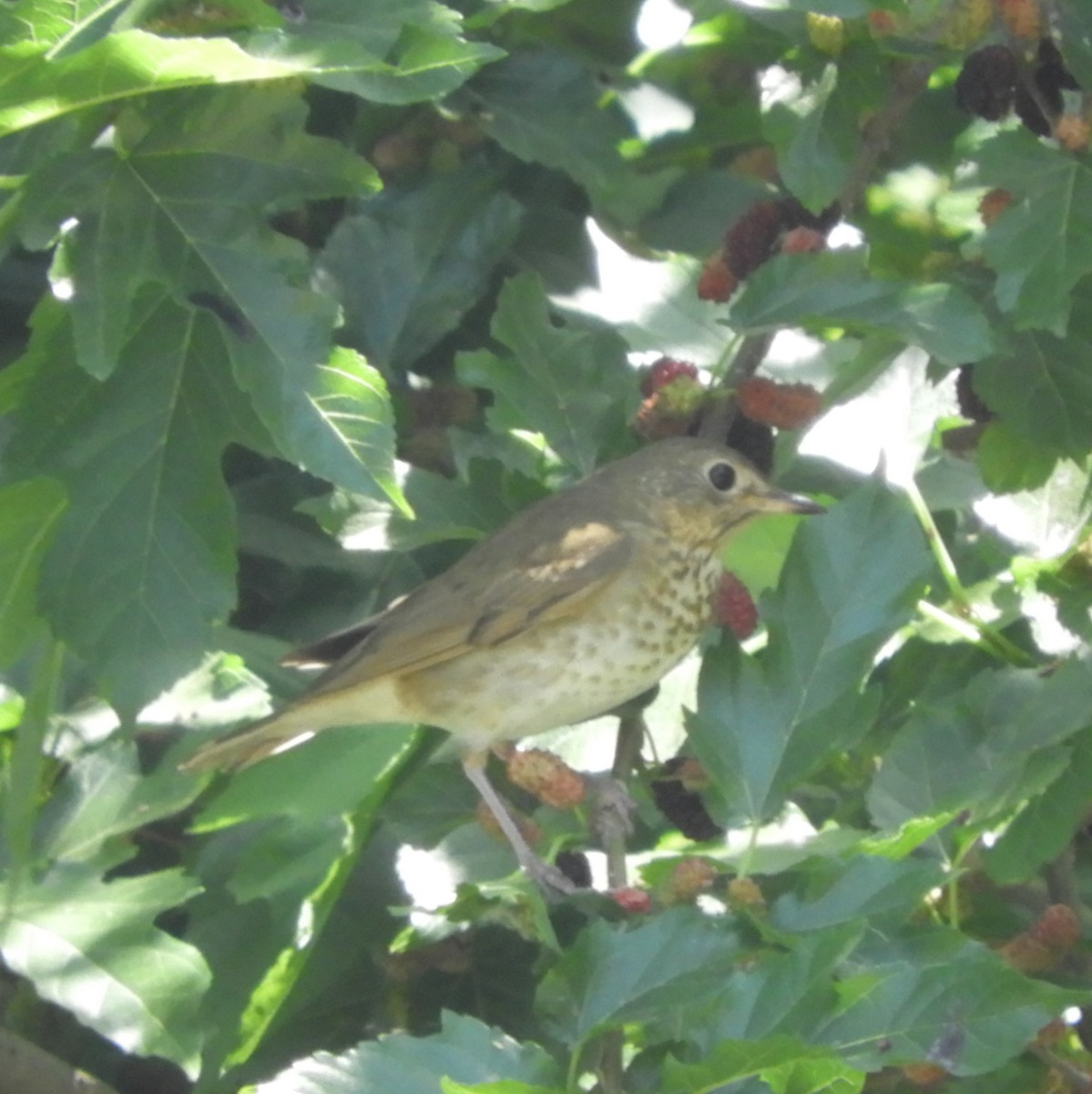 eBird Checklist - 19 May 2023 - Merced NWR (Please use a more specific ...