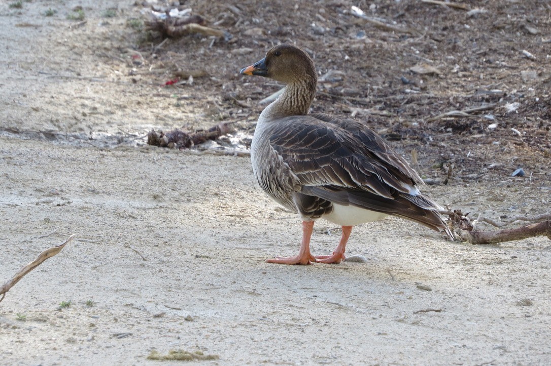 eBird Checklist - 19 May 2023 - Apollo Park - 22 species (+2 other taxa)