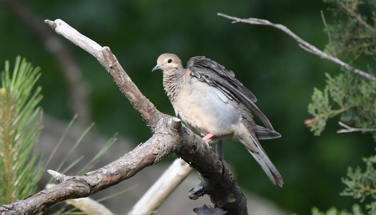 eBird Checklist - 16 May 2023 - Home, Kitty Hawk Bay Dr., Colington ...