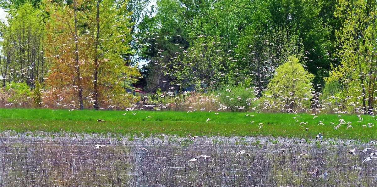 eBird Checklist - 15 May 2023 - Hillman Marsh CA (general location ...