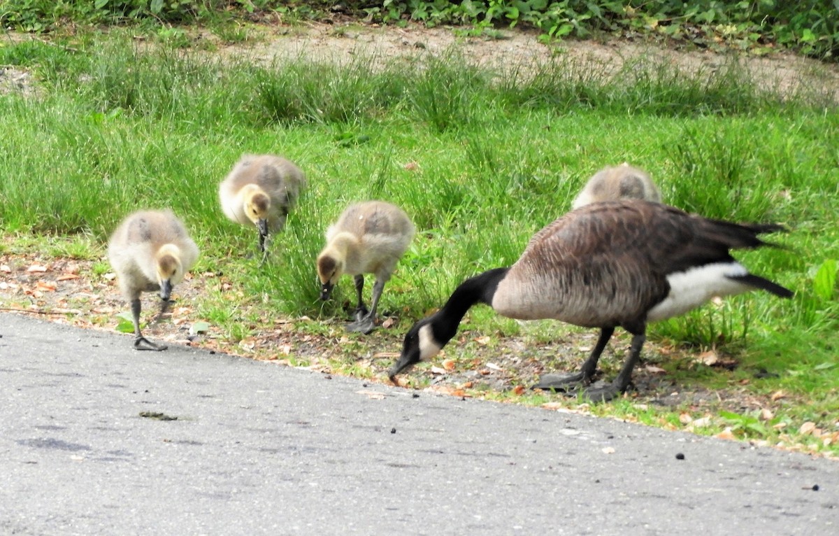 eBird Checklist - 20 May 2023 - Daniels Run Trail West - 10 species