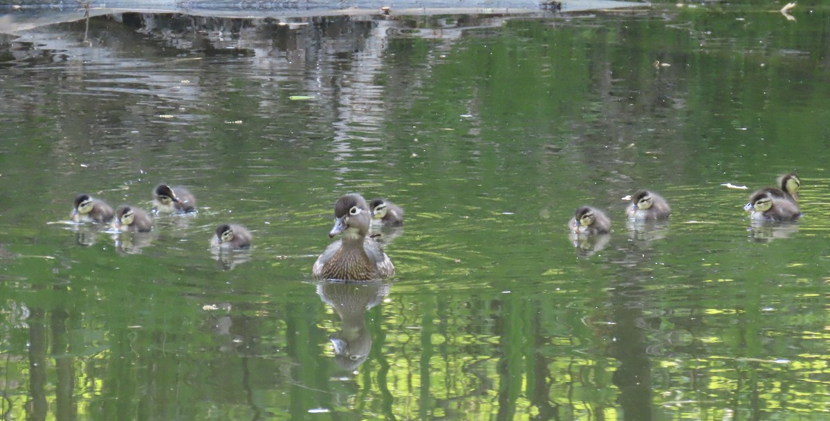 eBird Checklist - 20 May 2023 - LaBagh Woods Forest Preserve - 71 species