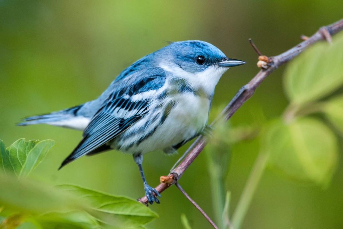 eBird Checklist - 9 May 2017 - Waterloo RA--Glenn Rd. - 6 species