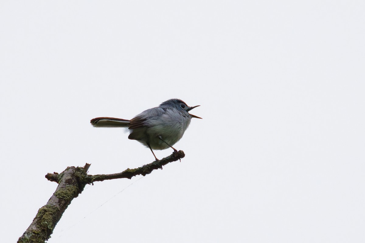 eBird Checklist - 20 May 2023 - Bear Mountain SP--Doodletown Rd. - 43 ...