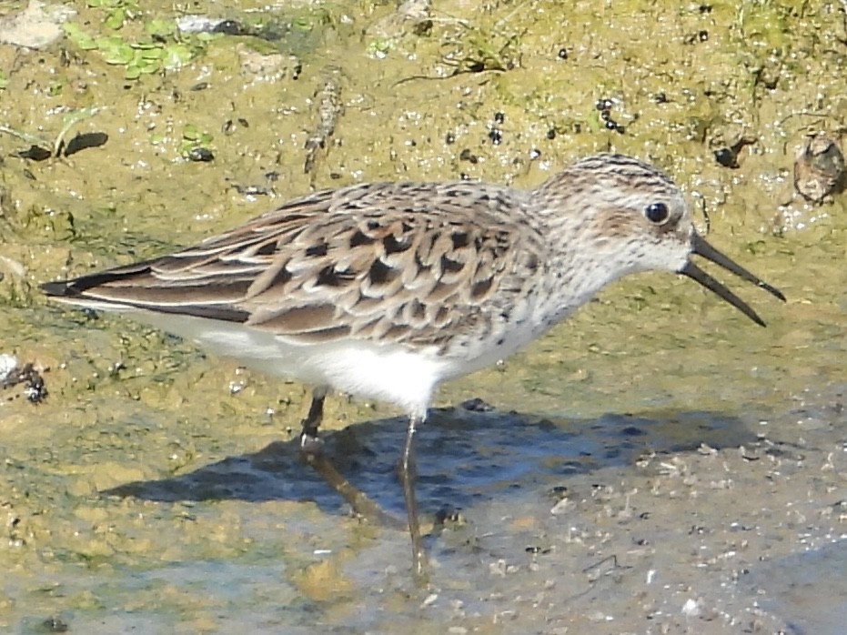 ML574846971 - Western Sandpiper - Macaulay Library