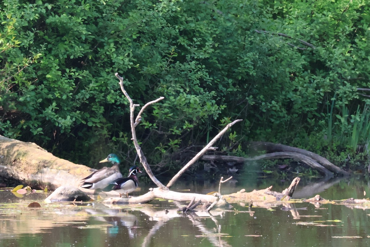 eBird Checklist - 20 May 2023 - North Park Village Nature Center ...