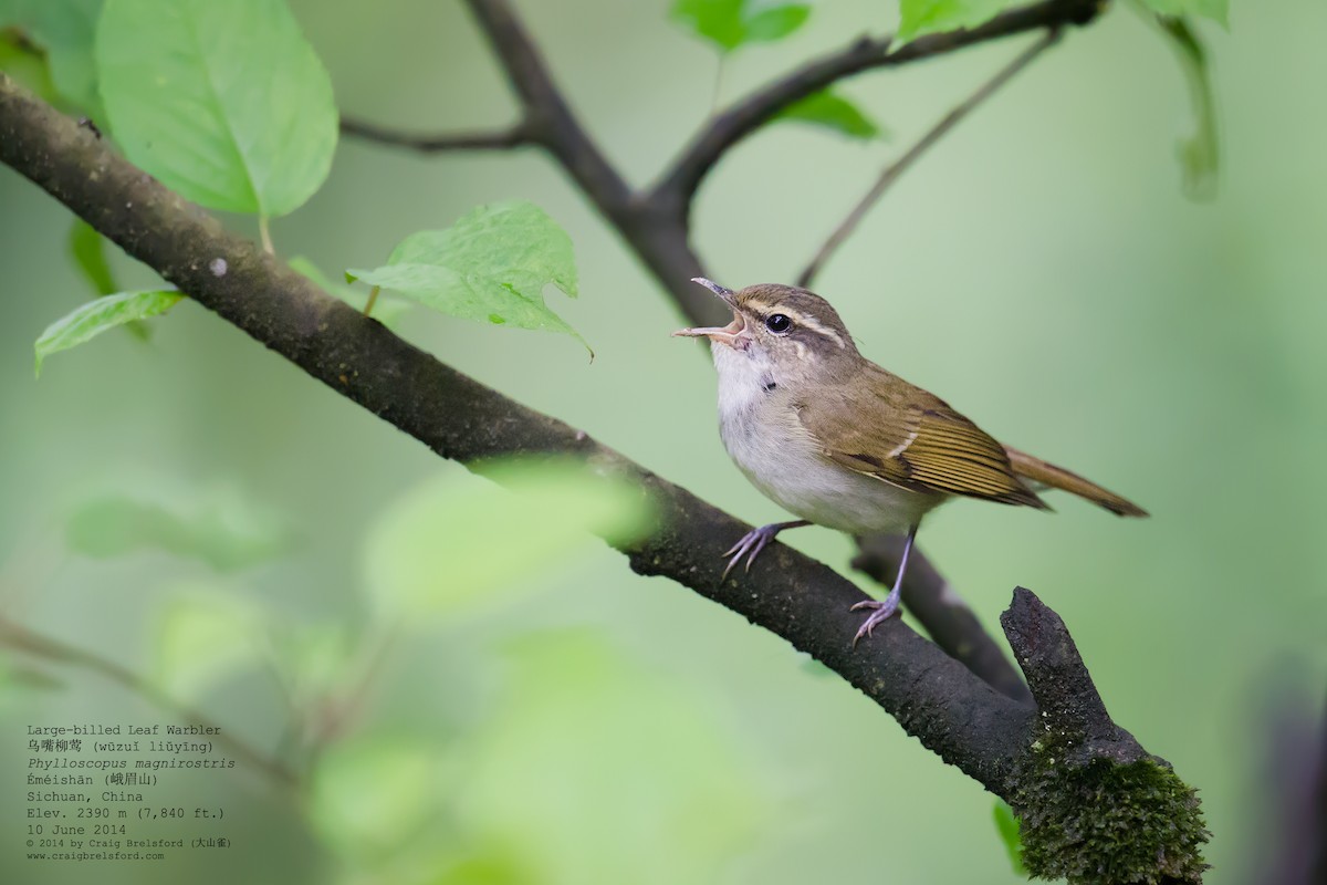 Large-billed Leaf Warbler - Phylloscopus magnirostris - Media Search ...