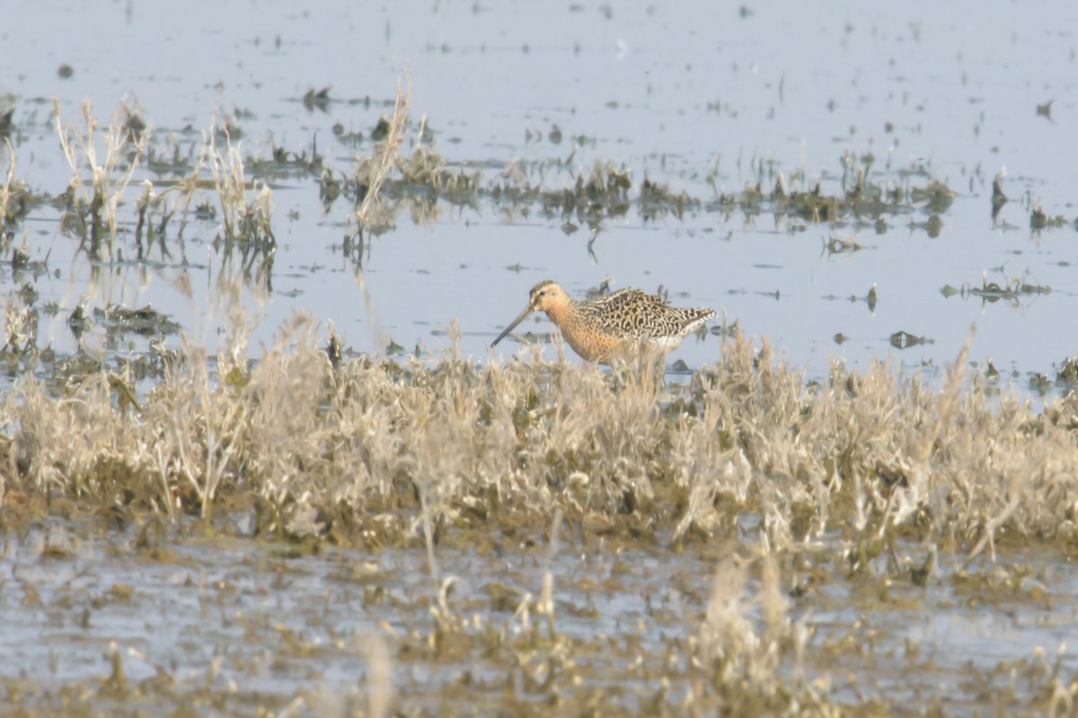 eBird Checklist - 20 May 2023 - Frank Lake--NW lookout/blind/outflow ...