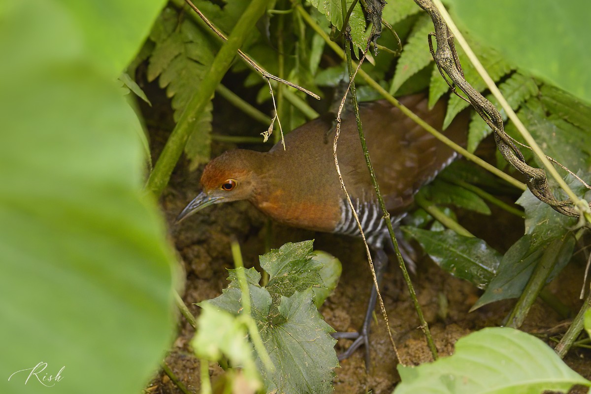 ML575313461 - Slaty-legged Crake - Macaulay Library