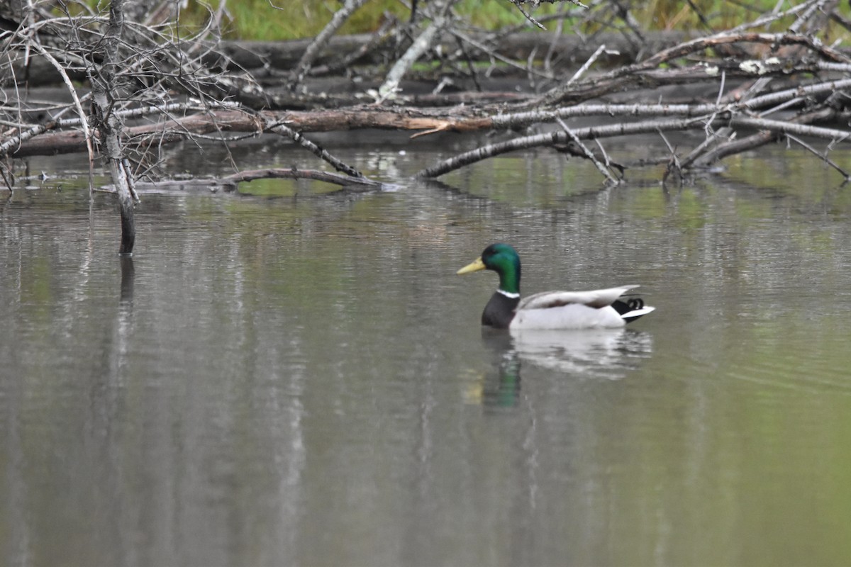 eBird Checklist - 21 May 2023 - Spring Farm Nature Sanctuary - 58 species