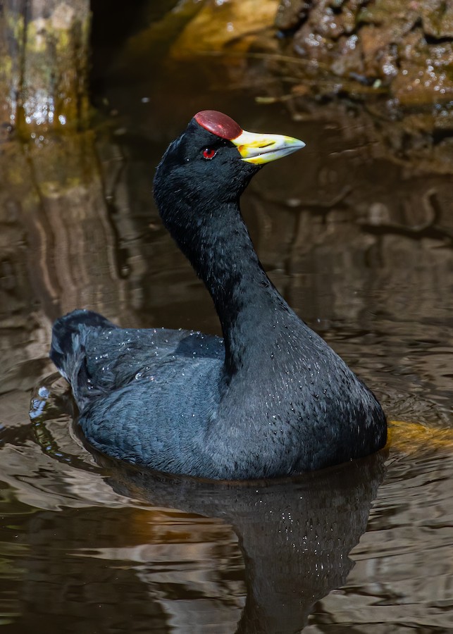 Slate-colored Coot (Yellow-billed) - eBird