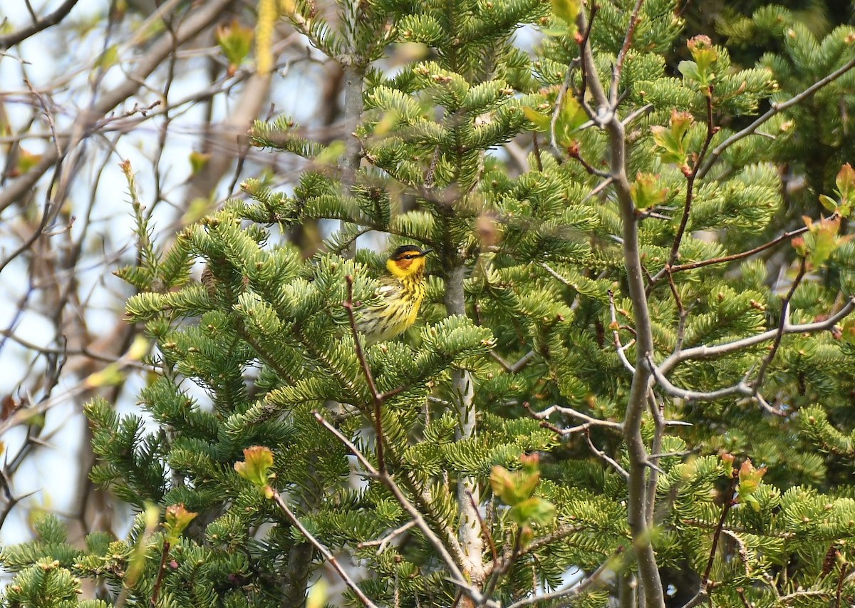 eBird Checklist - 21 May 2023 - Bark Point - 45 species