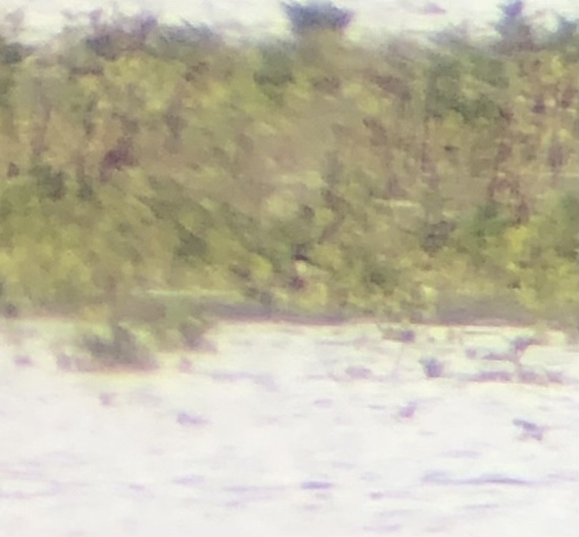 eBird Checklist - 21 May 2023 - Jamaica Bay Wildlife Refuge--Terrapin ...