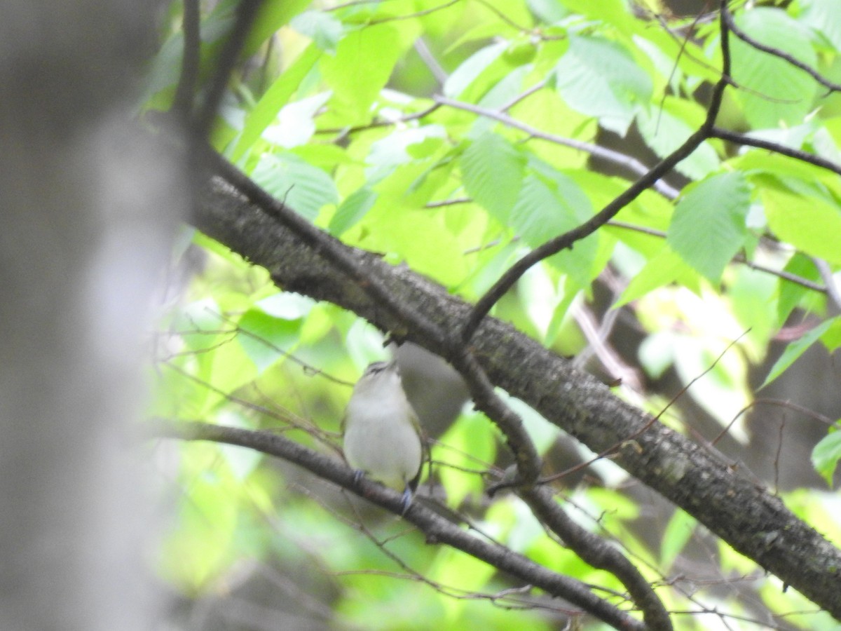eBird Checklist - 21 May 2023 - Mount Nemo CA - 18 species
