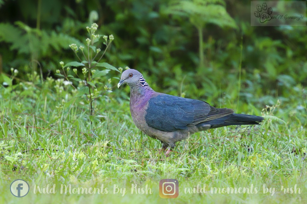ML575808701 - Sri Lanka Wood-Pigeon - Macaulay Library