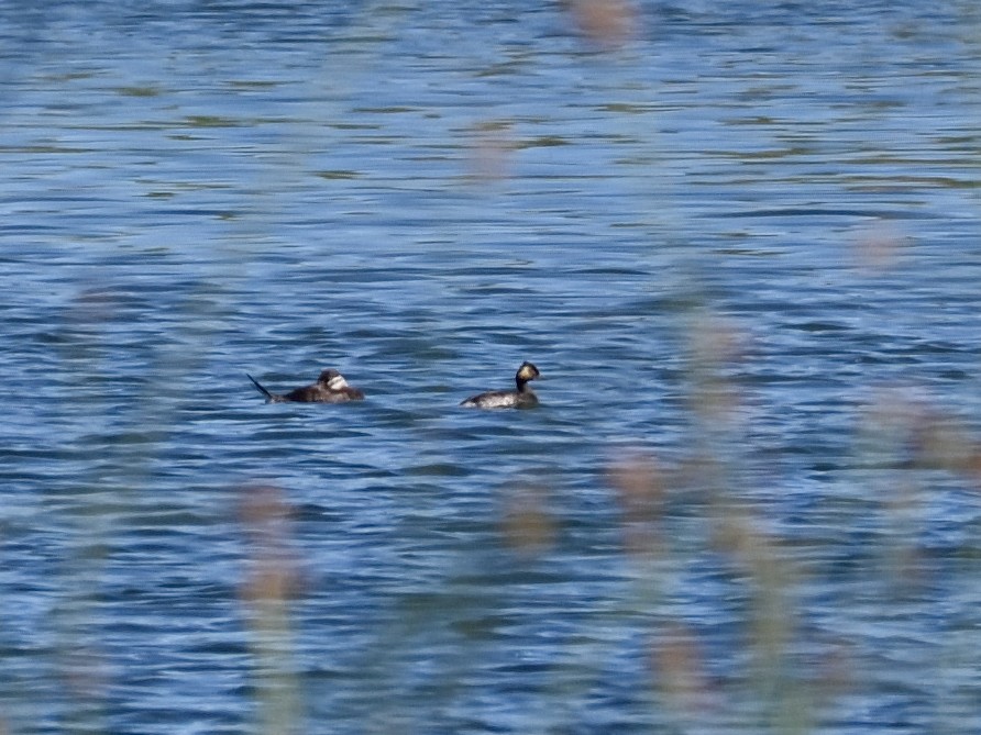 eBird Checklist - 22 May 2023 - Arthur Pack Regional Park - 23 species ...