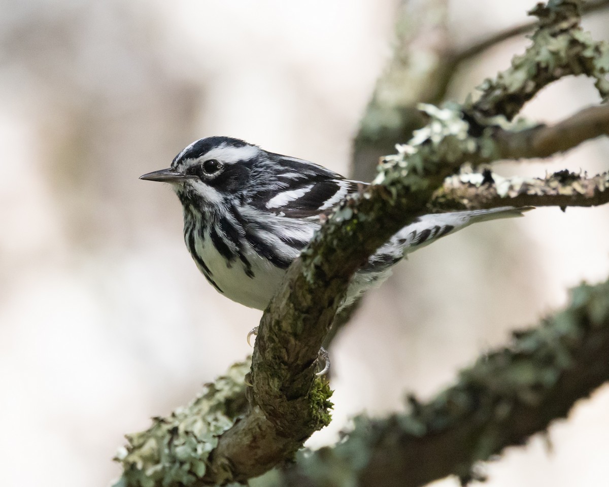 North Carolina Bird Atlas Checklist - 19 May 2023 - Blue Ridge Pkwy ...