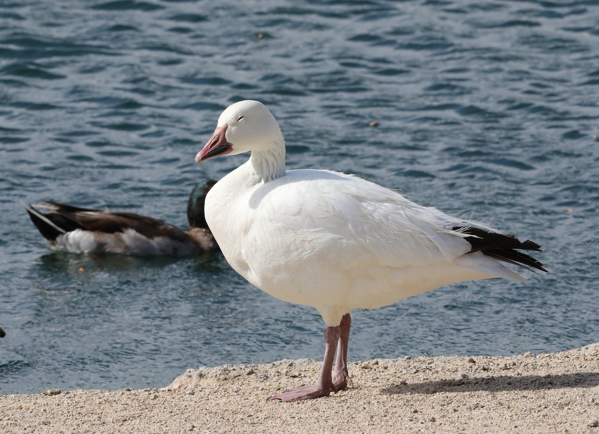 eBird Checklist - 22 May 2023 - Apollo Park - 15 species