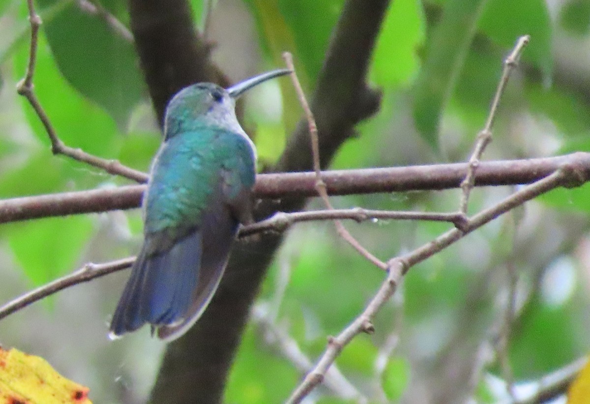 eBird Checklist - 14 Apr 2022 - Altos del María lower valley (elev 350 ...