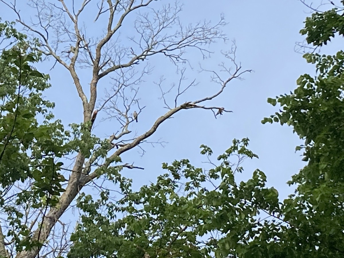 Maryland-DC Breeding Bird Atlas Checklist - 23 May 2023 - C&O Canal ...