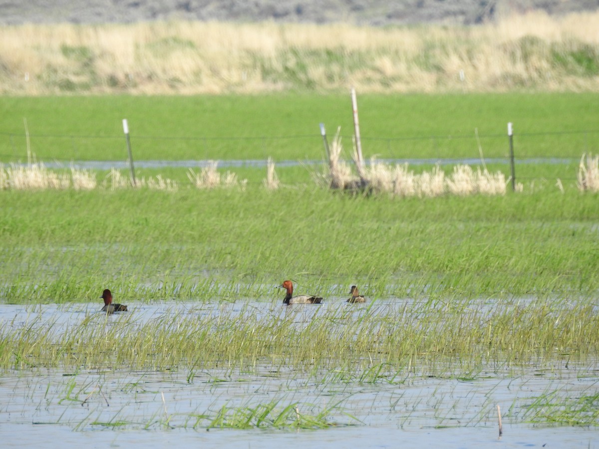 eBird Checklist - 19 May 2023 - Malheur NWR--Central Patrol Rd.--Krumbo ...