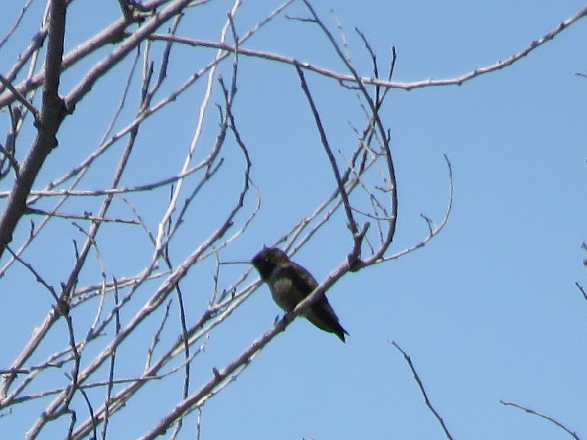 eBird Checklist - 23 May 2023 - Yellow House Draw downstream of Canyon ...