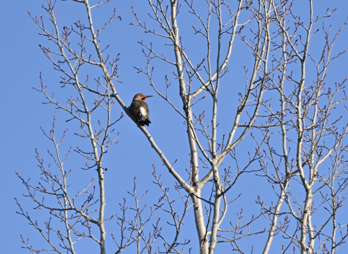 eBird Checklist - 23 May 2023 - HVGB-Otter Creek Water Aerodrome - 14 ...