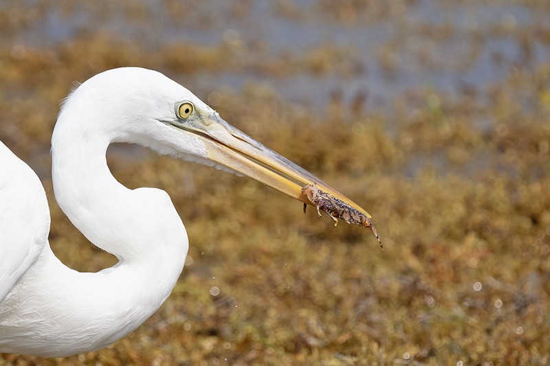 ML576463421 - Great Blue Heron (Great White) - Macaulay Library