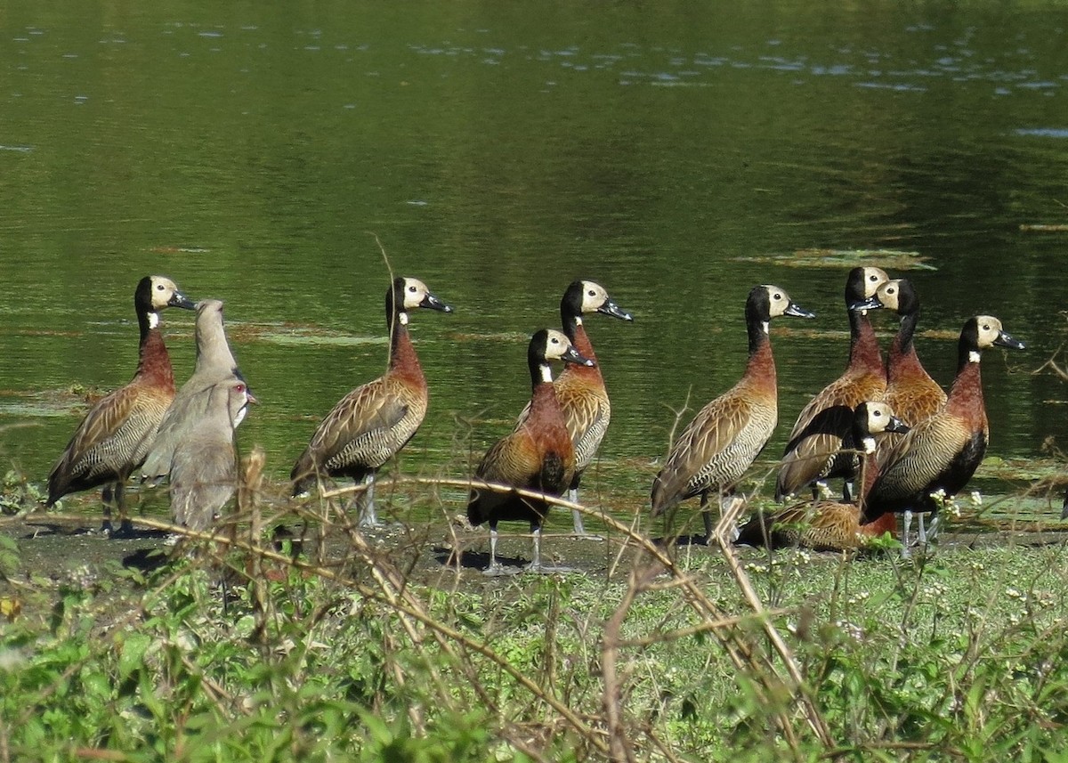 eBird Checklist - 15 Jun 2012 - Reserva Ecológica de Guapiaçu (REGUA ...