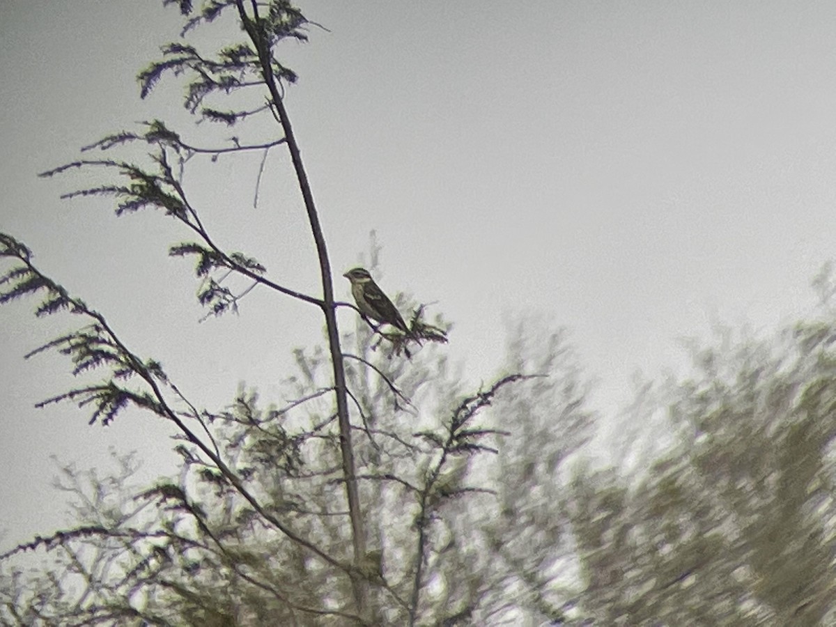 eBird Checklist - 7 May 2023 - Mountain Lake - 33 species