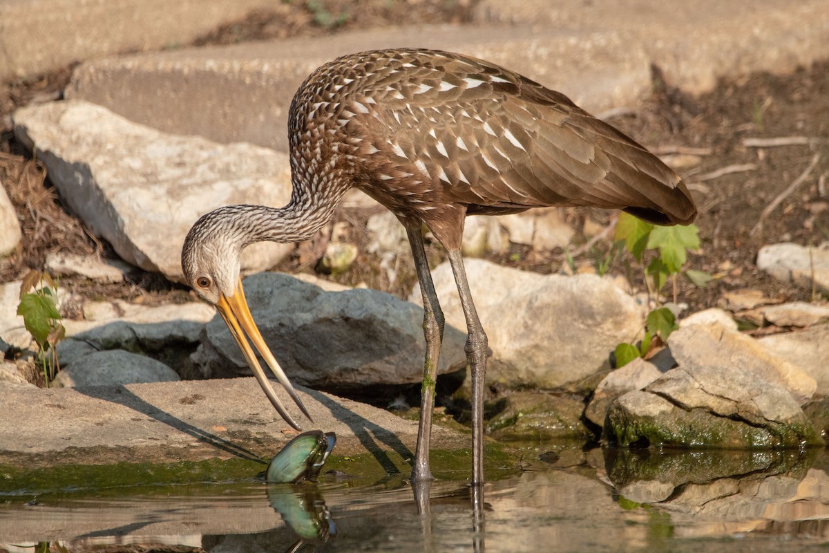 ML576986411 - Limpkin - Macaulay Library