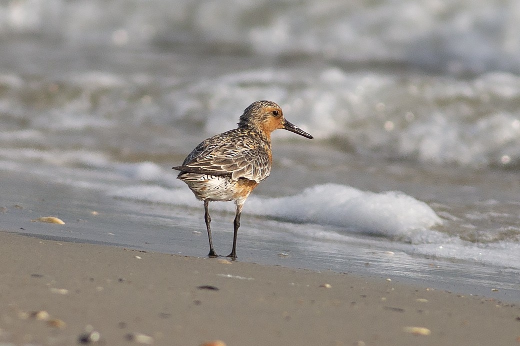 North Carolina Bird Atlas Checklist - 23 May 2023 - Fort Macon State ...