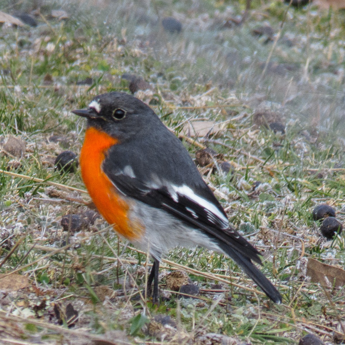 ML57709221 - Flame Robin - Macaulay Library