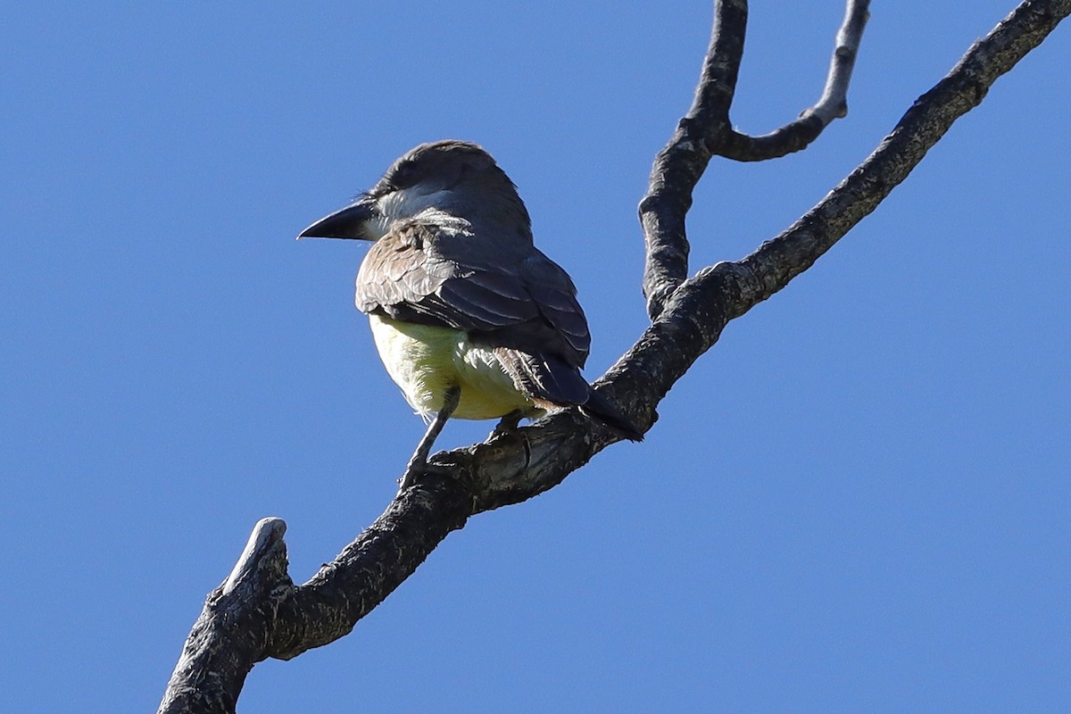 eBird Checklist - 25 May 2023 - Madera Canyon--Proctor Rd. - 23 species