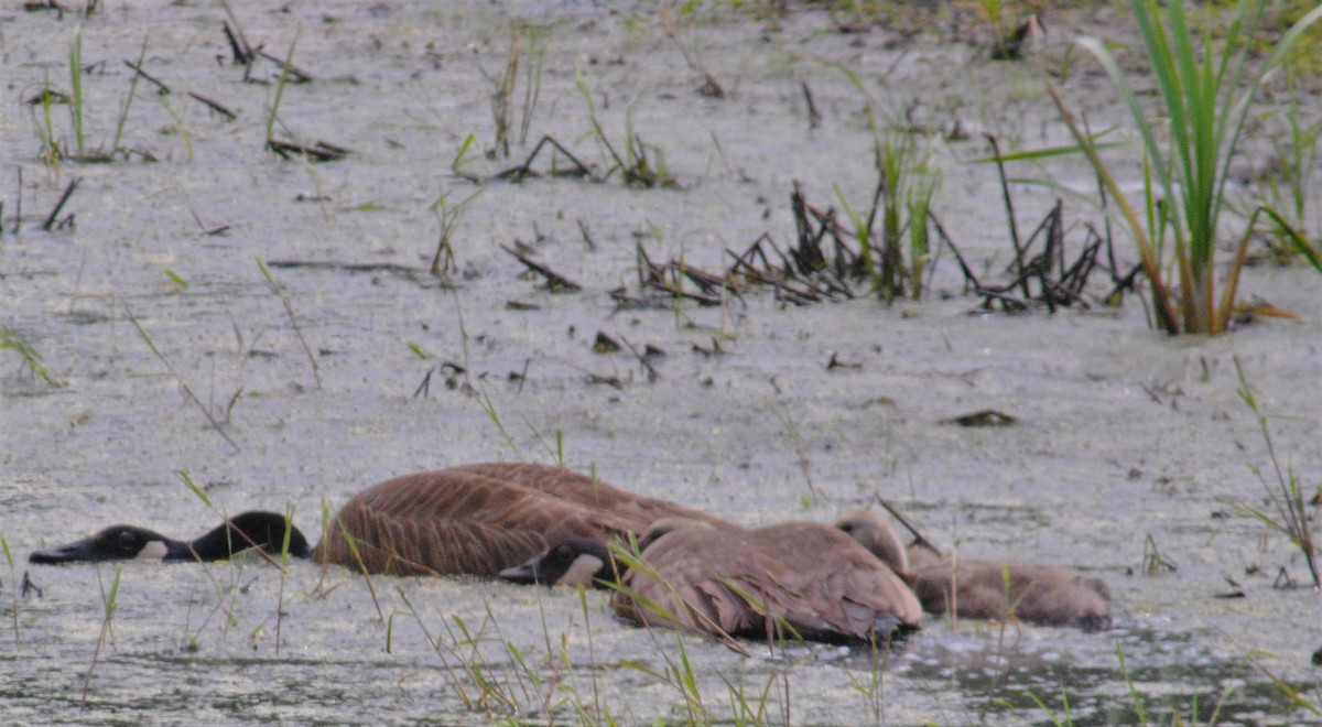 eBird Checklist - 25 May 2023 - Grand River Wildlife Area--Norton Lane ...