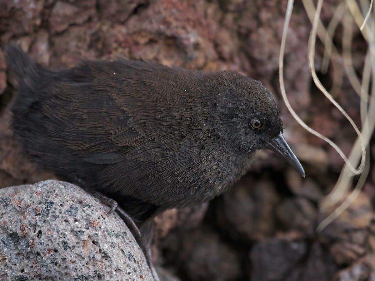 Inaccessible Island Rail - Laterallus rogersi - Birds of the World