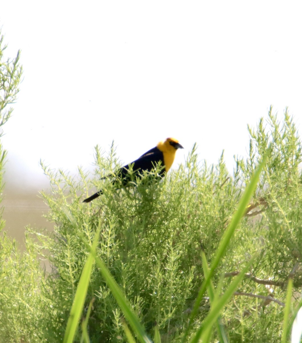 eBird Checklist - 25 May 2023 - Carson Lake - 19 species