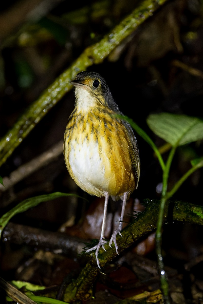 eBird Checklist - 5 Apr 2023 - Arenal Observatory Lodge - 46 species