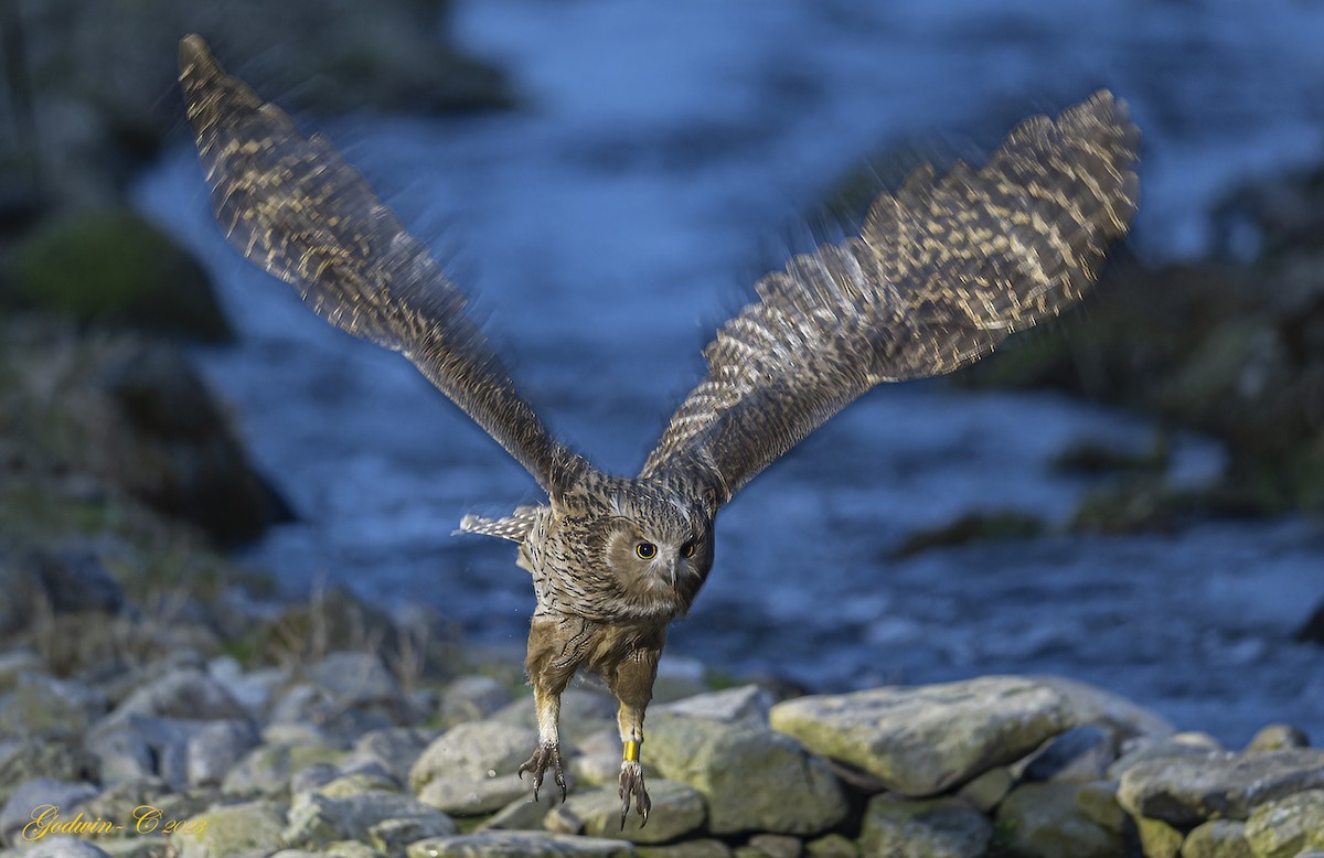 ML577409501 - Blakiston's Fish-Owl - Macaulay Library