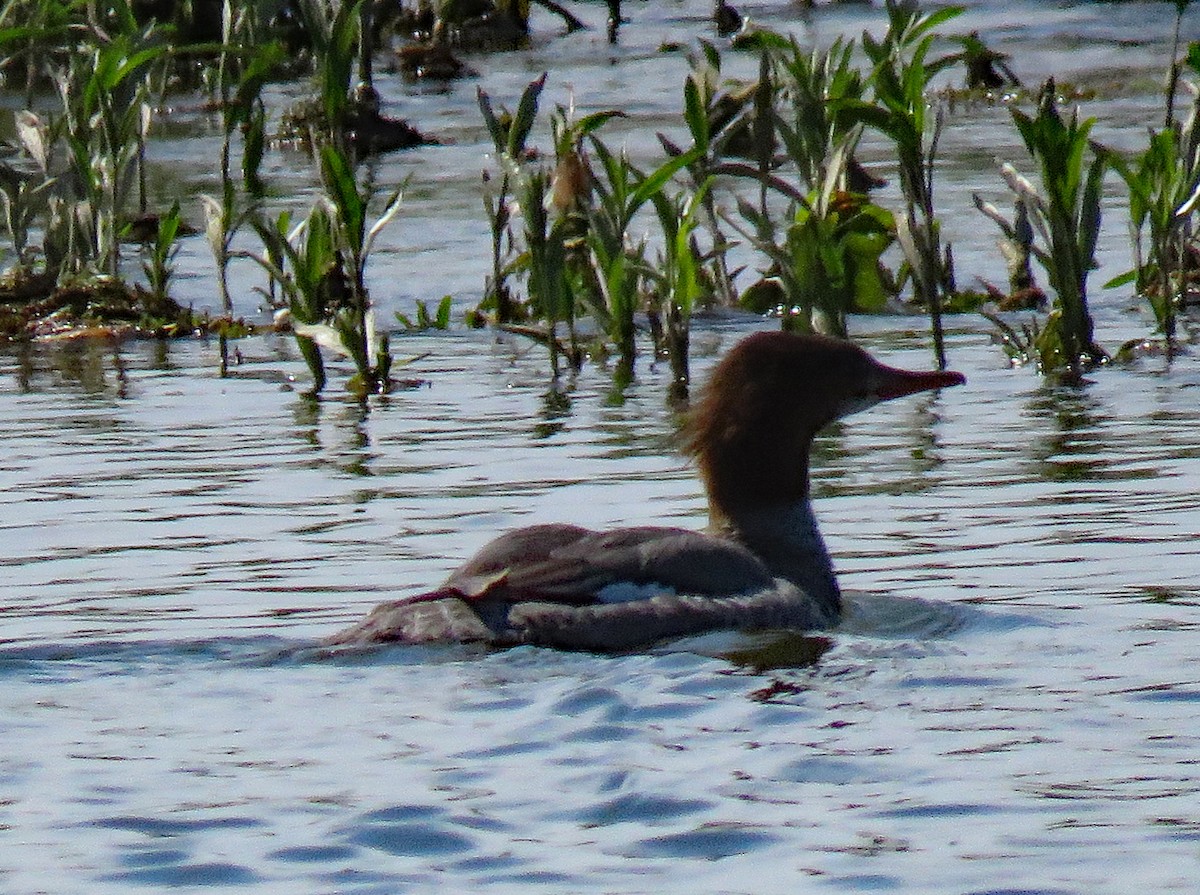 eBird Checklist - 26 May 2023 - C&O Canal--Violette's Lock - 24 species