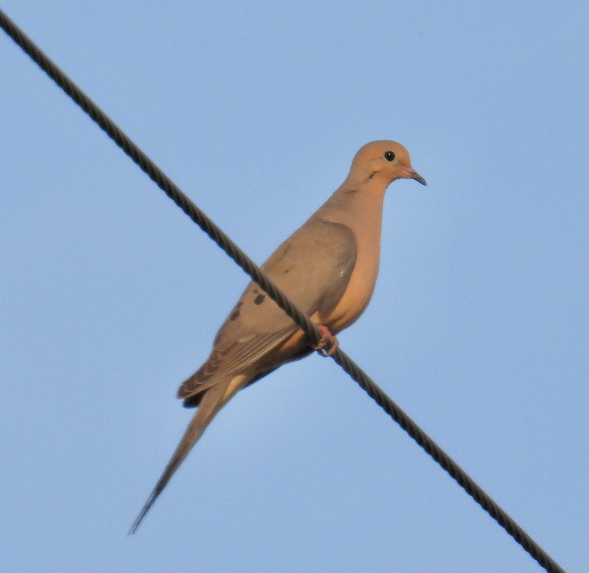 eBird Checklist - 26 May 2023 - LA: WBR Par.; W of Carey (no access ...